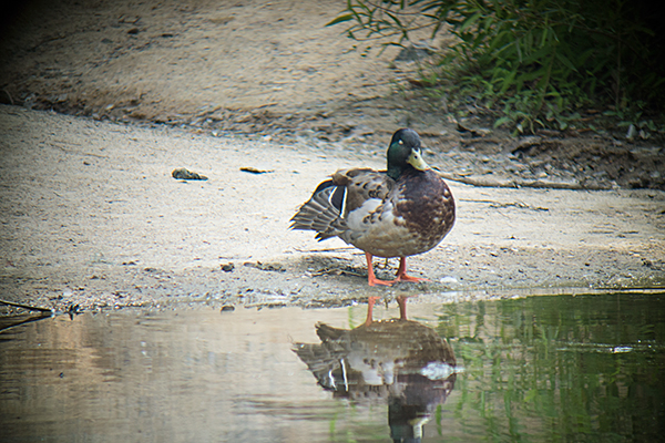 Digiscoping with the Sony DSC-RX100 Camera - White Knight Press